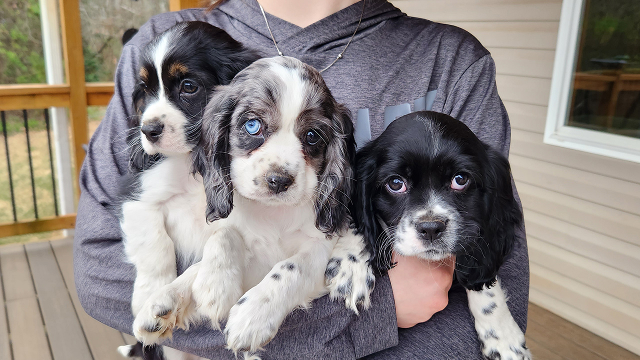 Healthy Cockalier Puppies for Sale - Cockalier Pups